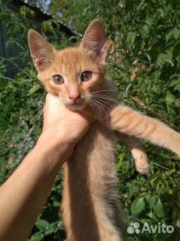 Котята ищут дом
