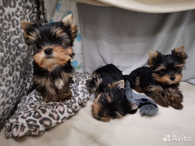 Йоркширский терьер