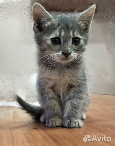 Отдаем домашних котят