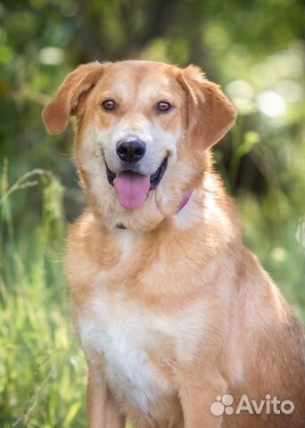 Лайма ищет дом