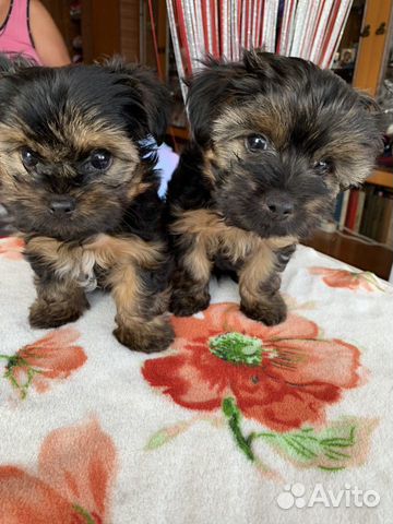 Щенки йоркширского терьера