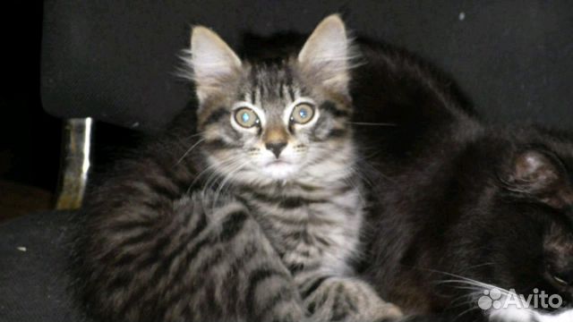 Очаровательная девочка котёнок