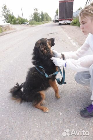 Небольшая хорошенькая пушистая собачка ищет дом