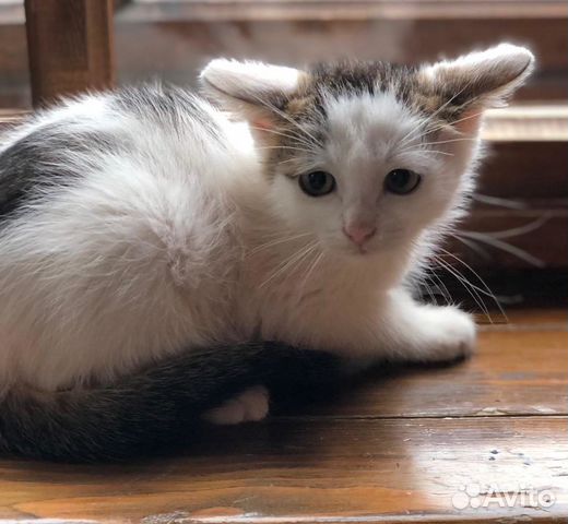 Котенок в добрые руки