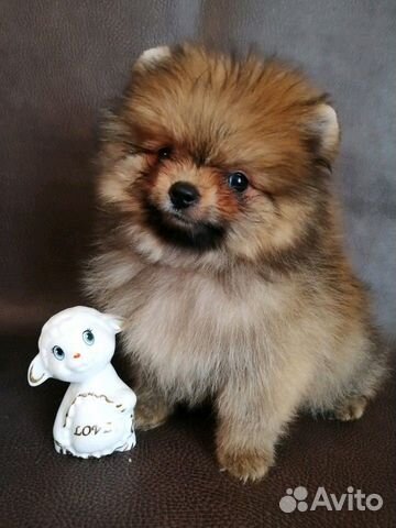 Шпиц девочка