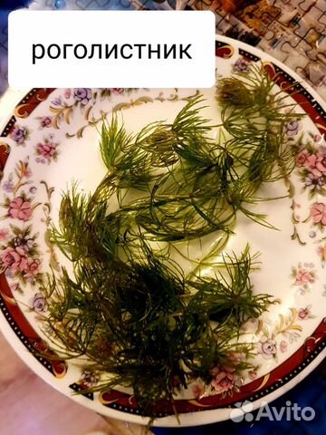 Аквариумные растения