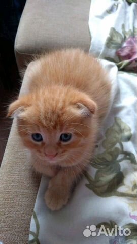 Отдадим вислоухого котенка в добрые руки
