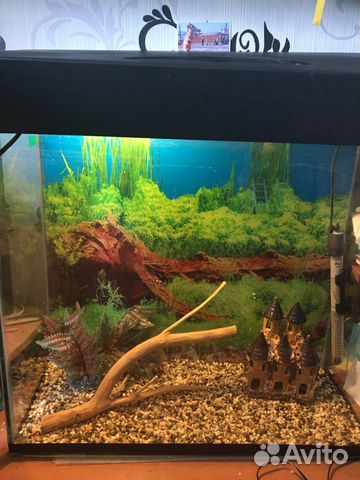Аквариум 70