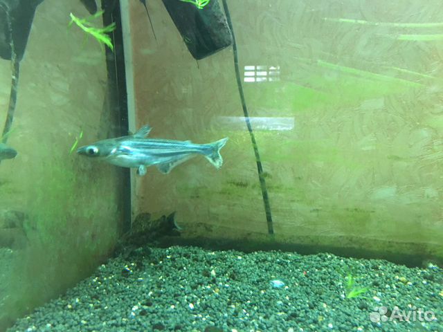 Акулий сом, акулий балу (3шт.)