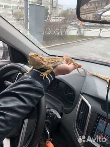 Бородатая агама