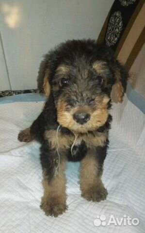 Эрдельтерьеров щенки