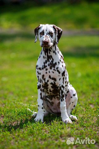 Щенок далматина