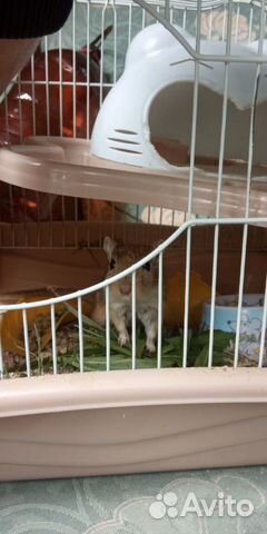 Отдаём хомячка, с клеткой и мисками