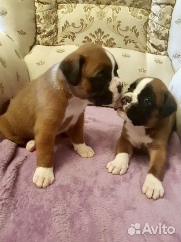 Щенки боксёра