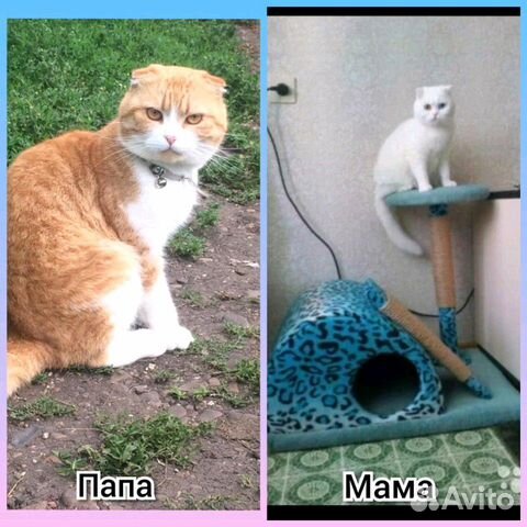 Британские котята