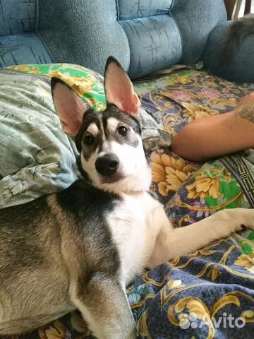 Сибирский хаски