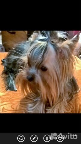 Молодой Йорк