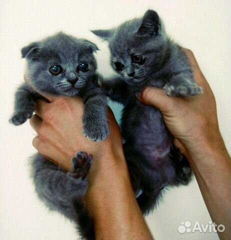 Шотландские котята