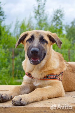 Смелый и очень игривый щенок 6 месяцев ищет дом