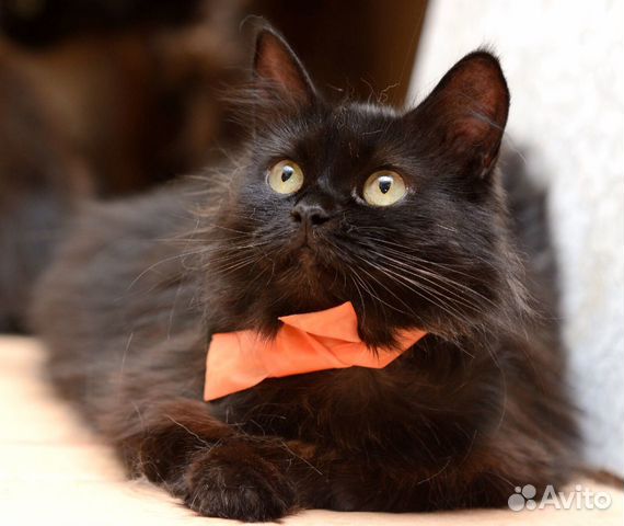 Кошка ищет дом