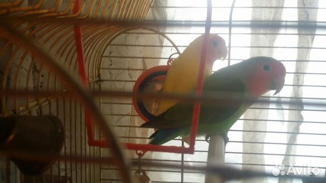 Пара неразлучников