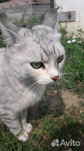 Отдадим кошку