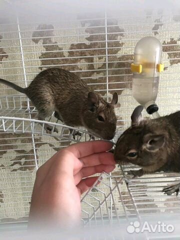 Продаю белок порода Дегу, мальчик и девочка