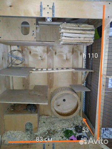 Чилийская белка с клеткой