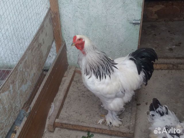 Продам браму