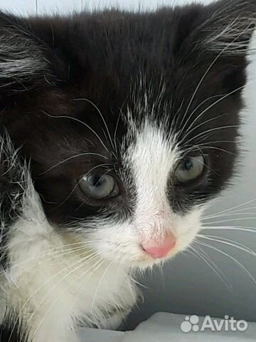 Котеночек малыш, ребёнок