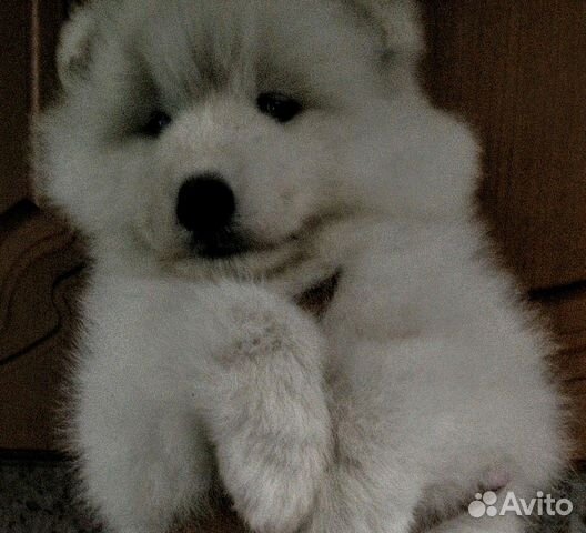 Щеночки, мальчишки