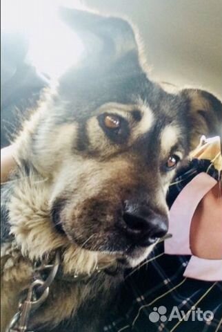 Собака Шерил