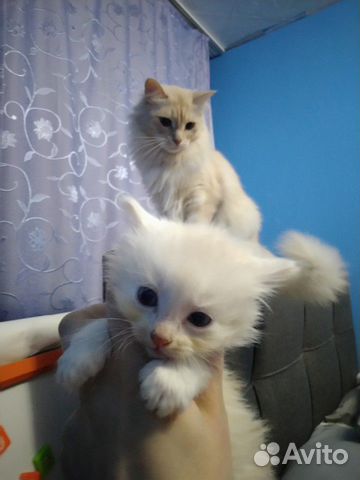 Котята в хорошие руки