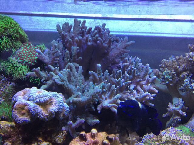 Коралл Синулярия (Sinularia sp.) живой