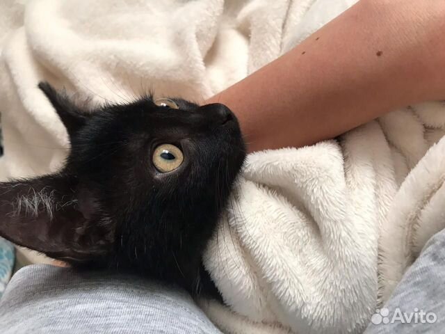 Котенок самый классный ищет дом