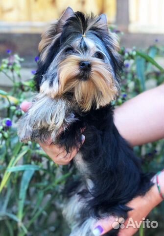 Йоркширский терьер супер дети