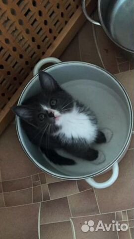 Котенок в добрые руки Девочка