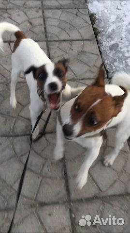 Продам щенков джэк-рассел-терьера