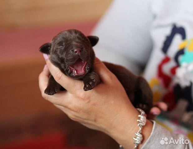 Шоколадные щенки лабрадора