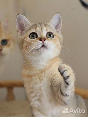 Золотая пятнистая куколка