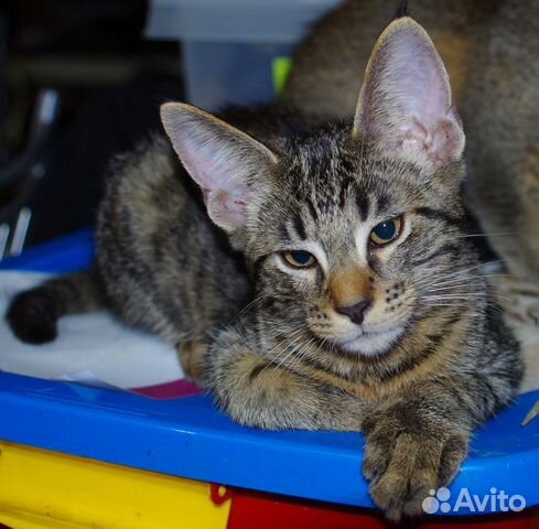 Кот 2,5 месяца