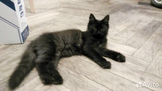 Пушистый Котенок девочка 4,5 мес