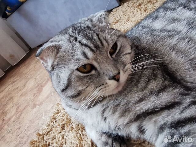 Отдам котов шотландцы