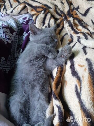 Красавчик британец