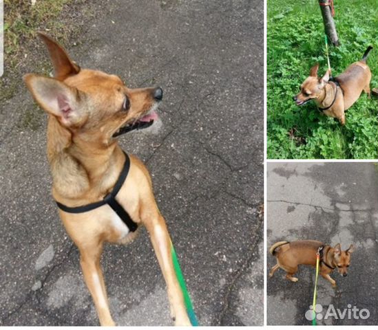 Той-терьер в дар