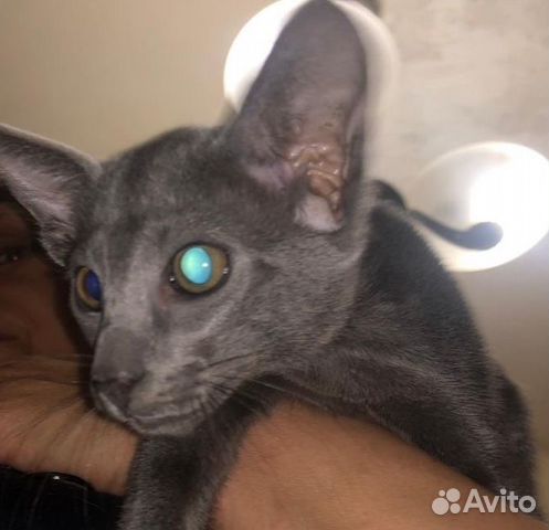 Питомник ориентальных кошек