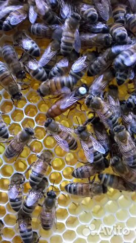 Матки пчелиные плодные карника и бакфаст