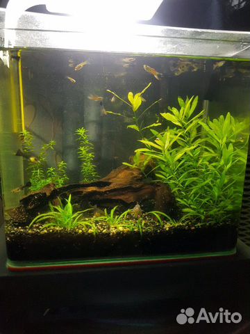 Аквариум
