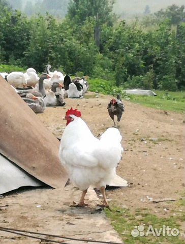 Цыплята Плимутрока белого