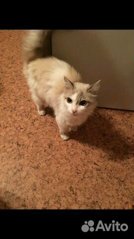 Голубоглазая балинезийская кошка